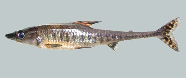 MitoFish