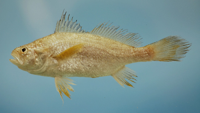 MitoFish