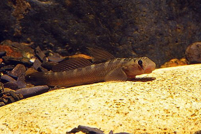 MitoFish