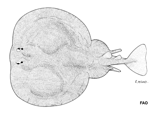 MitoFish