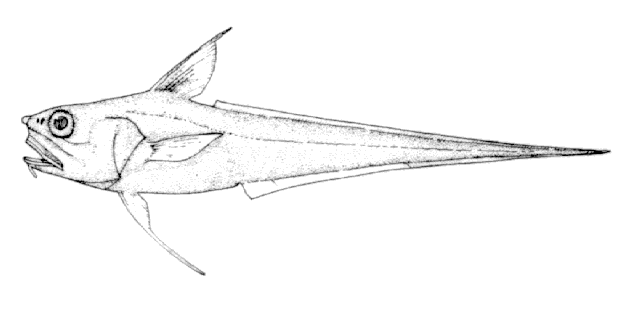 MitoFish