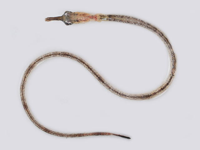 MitoFish