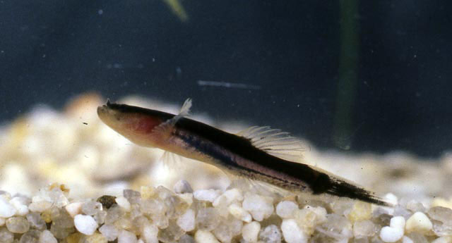 MitoFish