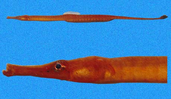 MitoFish