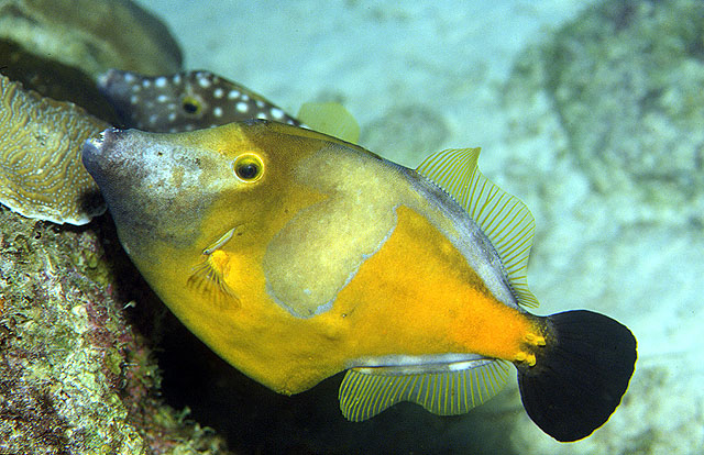 MitoFish