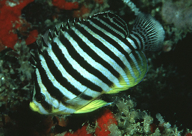 MitoFish