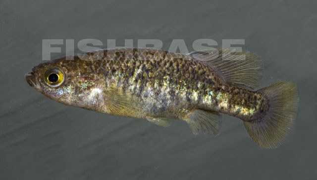 MitoFish