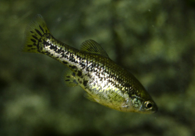 MitoFish