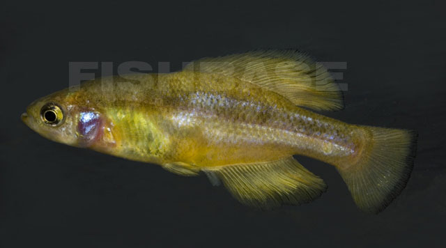 MitoFish