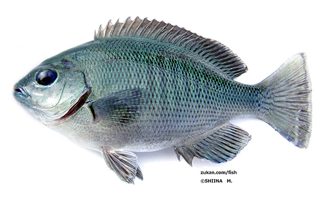 MitoFish