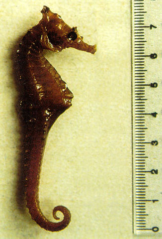 MitoFish
